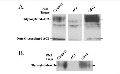 Adenylyl Cyclase Protein Expression In Plasma Membranes Prepared From