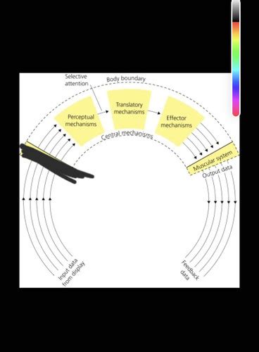 24 Pe Information Processing Flashcards Quizlet