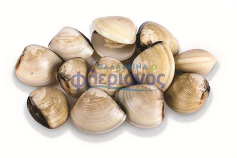 Οστρακοειδή Flerianos Gr