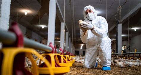 Gripe Aviária Em Humanos Caso é Confirmado No Chile