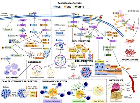 Effect Of Regorafenib On The Main Cancer Related Signaling Pathways And Download Scientific