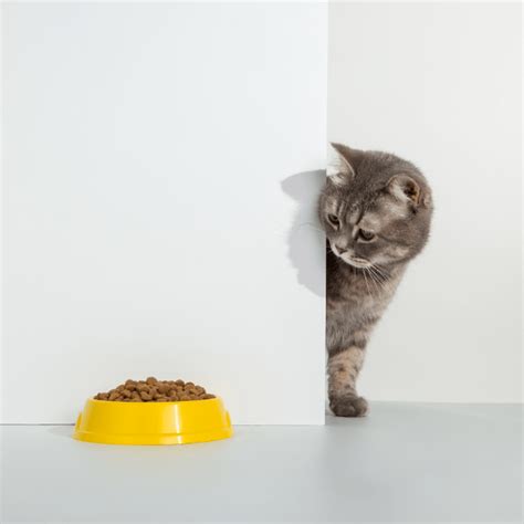 Meine Katze Frisst Nicht Mehr Was Tun