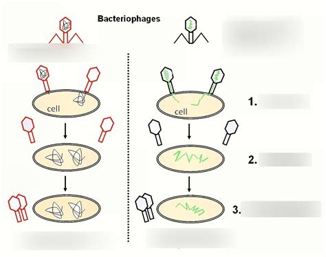 Bacteriophages Experiment Diagram Quizlet