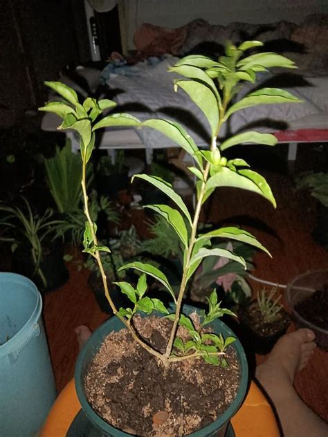 双色茉莉 知乎