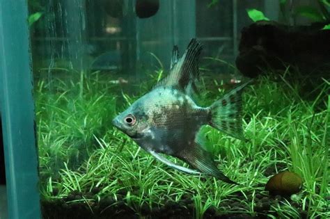 【淡水魚】アバターブルーエンゼル【1匹 サンプル画像】エンゼルフィッシュ生体淡水nk ペットバルーン ネットショップ