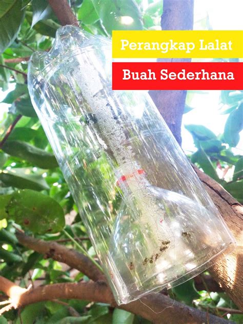 Tanaman Buah Sering Busuk Begini Cara Buat Perangkap Lalat Buah Sederhana Teh Goyang