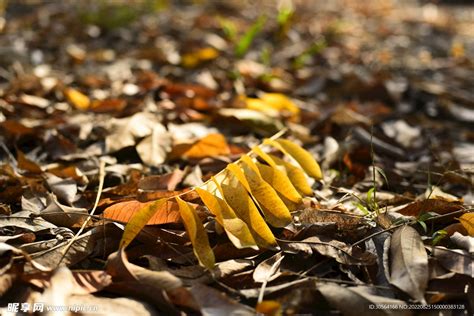 枯萎树叶摄影图自然风景自然景观摄影图库昵图网