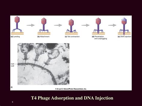 Viruses Ppt Download