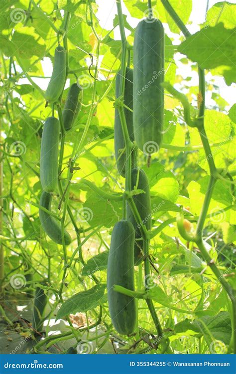 The Group Of Green Cucumber Fruit Are Ready For Harvesting In The Field Of Farmers Stock