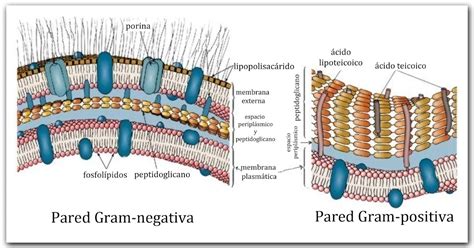 Los Microorganismos Estructura Bacteriana