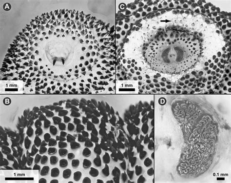 Third Instar Of Cuterebra Spp Removed From A Kitten In Fond Du Lac
