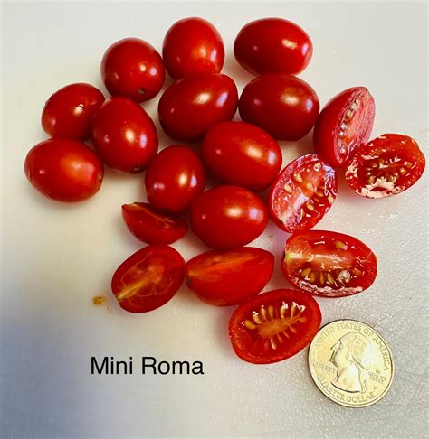 Mini Roma Tomato Seeds Etsy