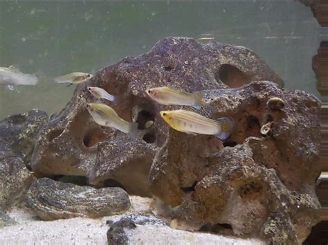 Wild Caught Sailfin Molly Strutting His Stuff Raquariums