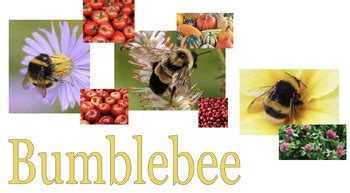 Types Of Bees Hives By Zipadee PreK TPT
