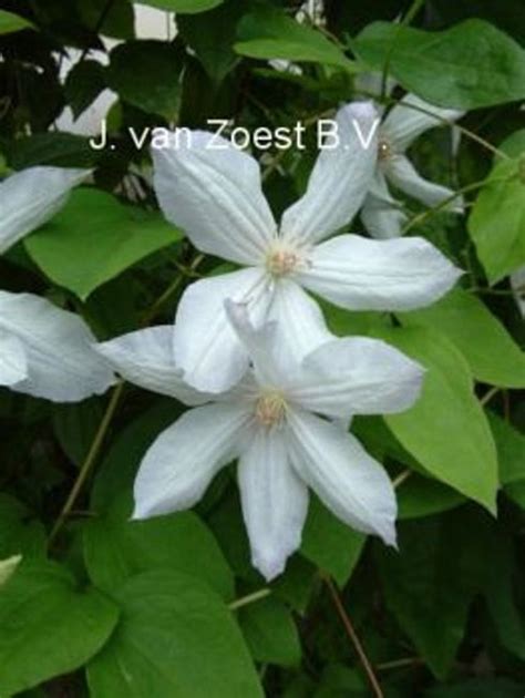 Clematis 'Jackmanii Alba' | Clematis 'Jackmanii Alba' online kaufen