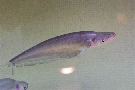 本日の入荷魚 静岡市の熱帯魚専門店大型魚古代魚珍魚World Rivers