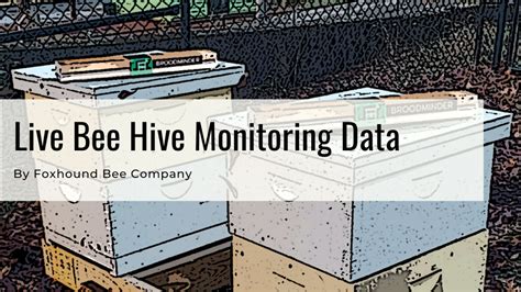 Live Bee Hive Scale And Sensor Data Foxhound Bee Company