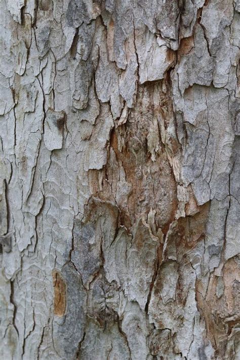 Nature Background Tree Trunk Close Up Tree Bark Texture Detail Nature Background