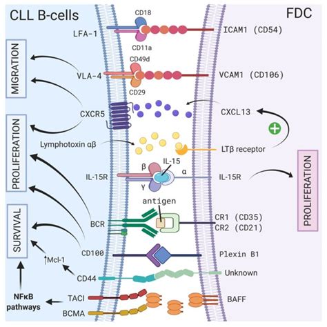 Crosstalk Between Cll B Cells And Mscs Via Soluble Factors Cll