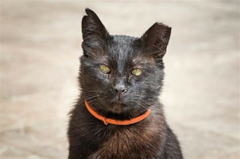 Is Cat Ear Tipping Cruel Vet Reviewed Facts And Faq Catster