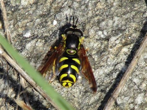 Chrysotoxum Intermedium Meigen 1822 Biodiversidade