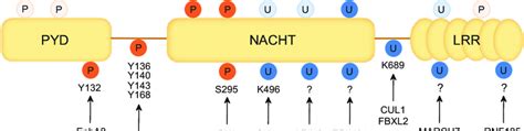 Posttranslational Modification Ptm Of Nlrp Nlrp Activity Is