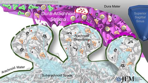 Arachnoid Granulations