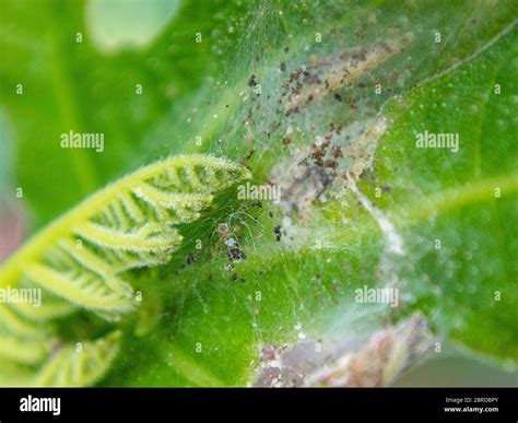 Larva Under Webbing On A Fig Leaf Fig Leaf Roller Choreutis Nemorana