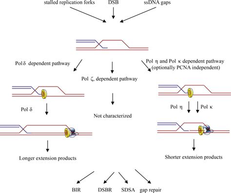 Model Of Regulation Of The Length Of D Loop Extension By Pcna And