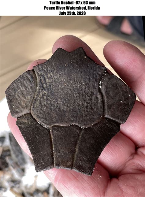 Turtle Nuchal Scute Fossil Id The Fossil Forum