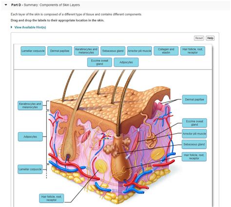 Activities For The Integumentary System