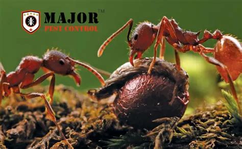 Understanding Ant Infestations Signs Risks And Professional Solutions