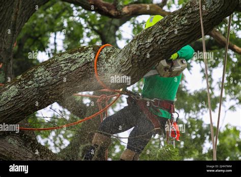 Worker Standing In A Tree Wearing A Harness For Safety Using A Chainsaw To Remove Branches While