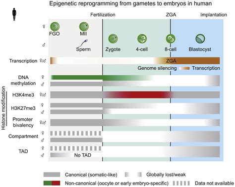 Rebooting The Epigenomes During Mammalian Early Embryogenesis Stem