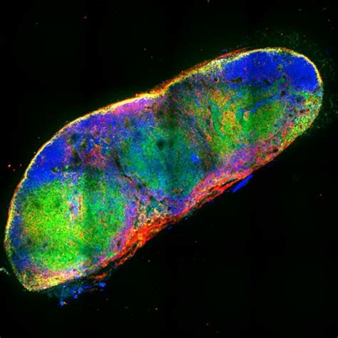 Research Paolo Pierobon Research