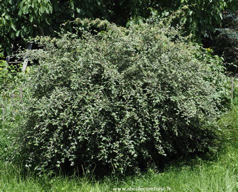Le Cotonéaster Franchetti