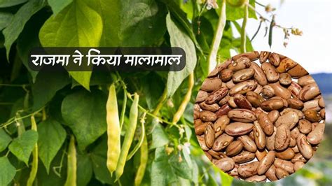 Rajma Farmer राजमा की खेती से करोड़ों कमा रहा है यह किसान Punjab Farmer Rajma King Earning