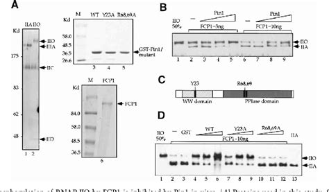 Figure 1 From Pin1 Modulates The Structure And Function Of Human Rna