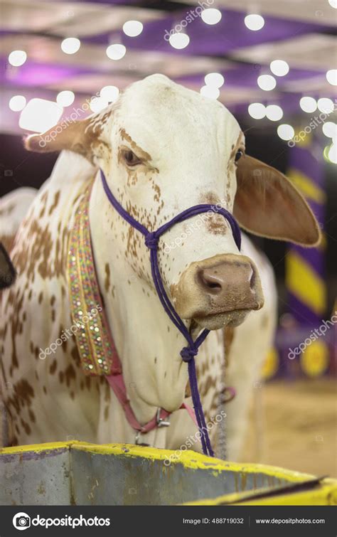 Eid Ul Adha Qurbani Cows