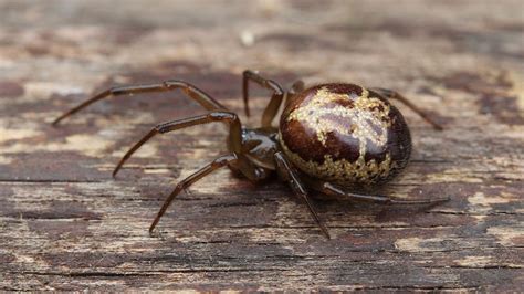 Venomous False Widow Spider Found In Nottingham Itv News Central