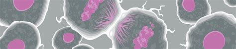 Brdu Staining And Brdu Assay Protocol Abcam