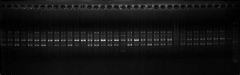 Rapd Profiles Of Different 35 Rice Genotypes Using Primer Opc 04