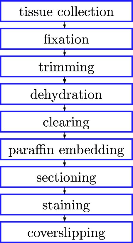 3 The Steps Of Tissue Processing For Microscopy Slides Download