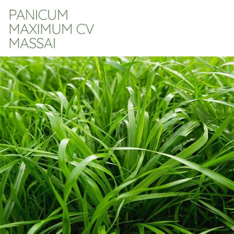 Panicum Maximum Cv Massai Agrotech Hartman