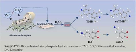 Using Peroxidase Like Phosphate Hydrate Nanosheets For Highly Sensitive Dopamine Detection