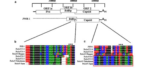 Schematic Representation Showing The Partial Genome Organization And