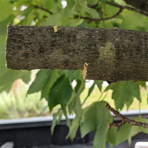 Pruning How To Remove A Tree Limb