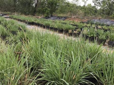 东方狼尾草种子种植后需要催芽吗种植后几天可以发芽 花海建设 长景园林网
