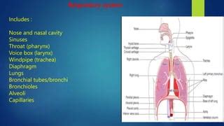 ANATOMY Ppt For Bsc Yoga Pg Diploma Students PPT