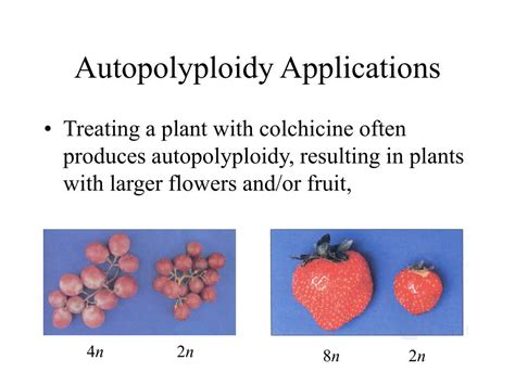 Ppt Polyploidy Powerpoint Presentation Free Download Id 244834